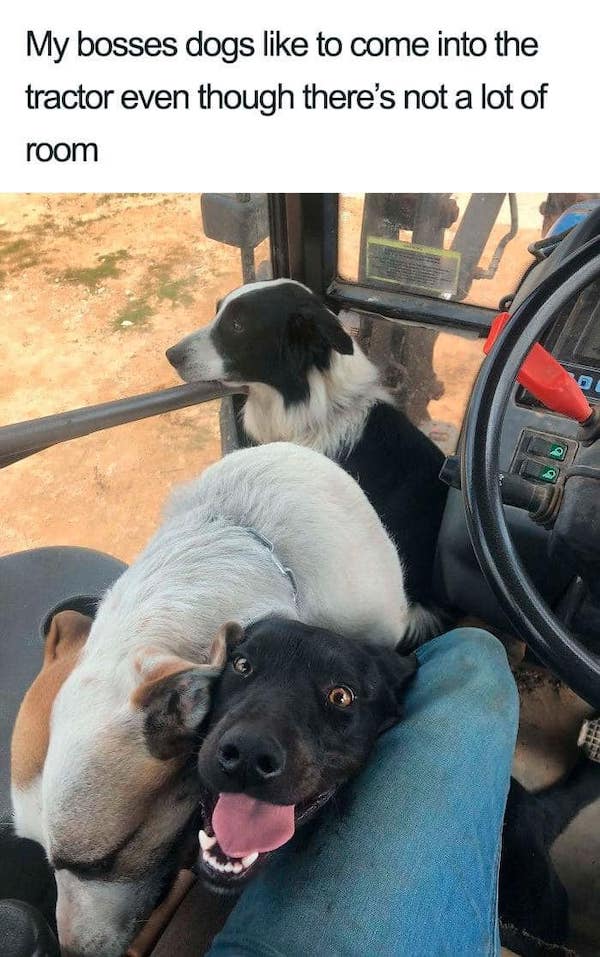 Dogs and memes go together like peanut butter and... Well, dogs
