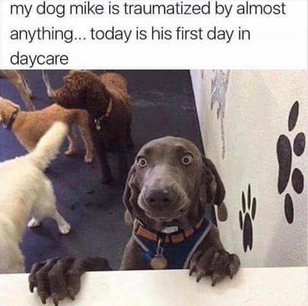 Dogs and memes go together like peanut butter and... Well, dogs