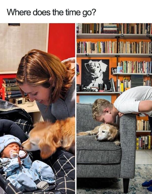 Dogs and memes go together like peanut butter and... Well, dogs