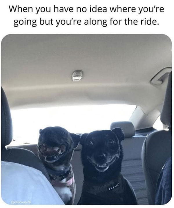 Dogs and memes go together like peanut butter and... Well, dogs