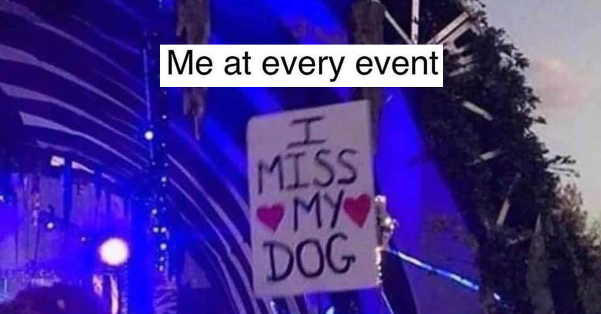 Dogs and memes go together like peanut butter and... Well, dogs