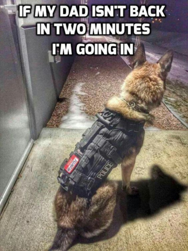 Memes Dogs Brave Military Service K-9s Awesome Heartwarming Photos