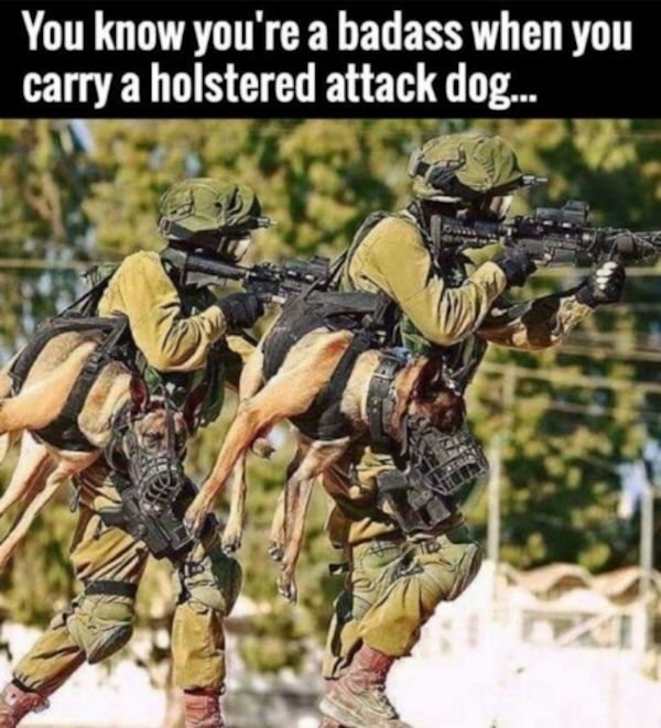 Memes Dogs Brave Military Service K-9s Awesome Heartwarming Photos