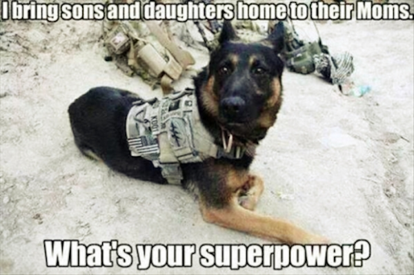 Memes Dogs Brave Military Service K-9s Awesome Heartwarming Photos