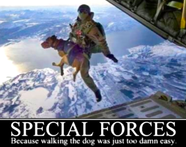 Memes Dogs Brave Military Service K-9s Awesome Heartwarming Photos