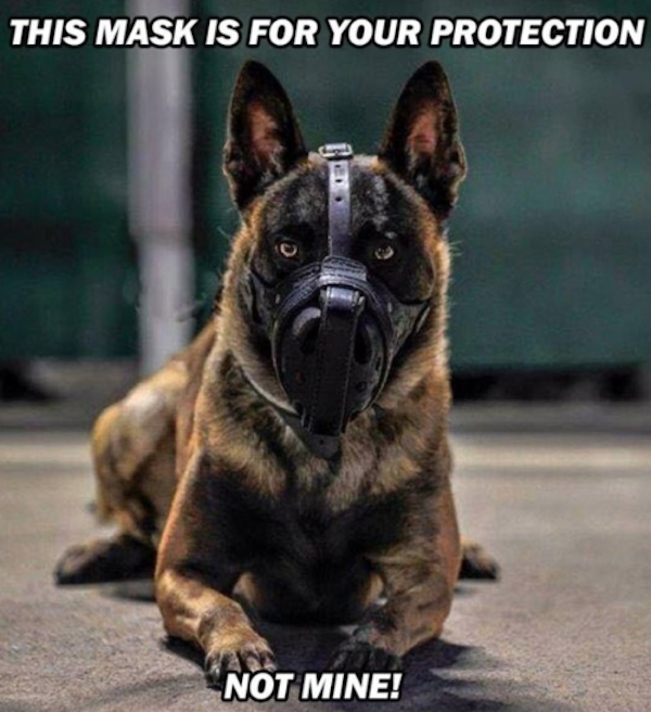 Memes Dogs Brave Military Service K-9s Awesome Heartwarming Photos