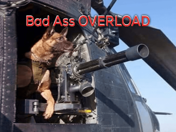 Memes Dogs Brave Military Service K-9s Awesome Heartwarming Photos