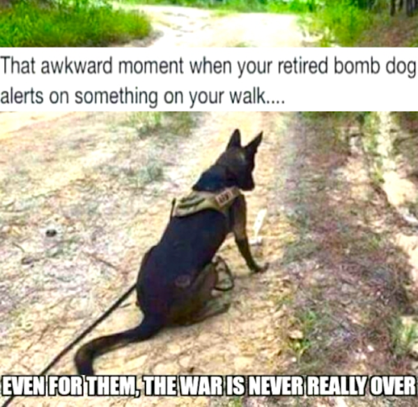 Memes Dogs Brave Military Service K-9s Awesome Heartwarming Photos