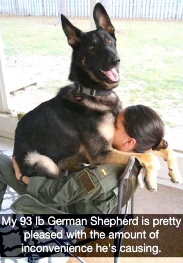 Memes Dogs Brave Military Service K-9s Awesome Heartwarming Photos