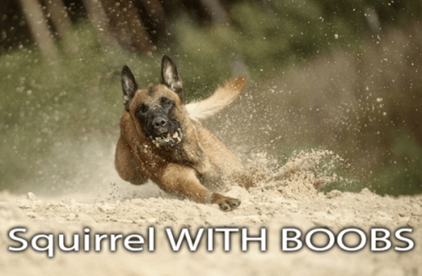 Memes Dogs Brave Military Service K-9s Awesome Heartwarming Photos