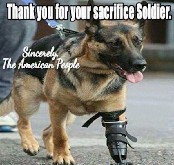 Memes Dogs Brave Military Service K-9s Awesome Heartwarming Photos