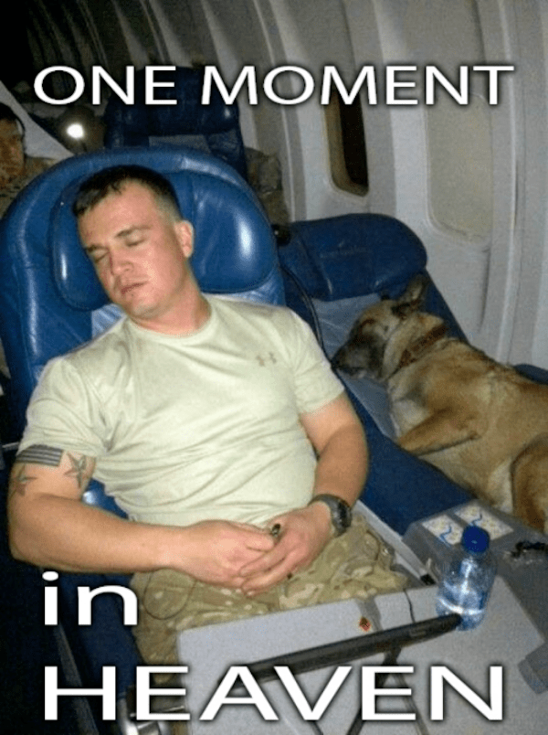 Memes Dogs Brave Military Service K-9s Awesome Heartwarming Photos