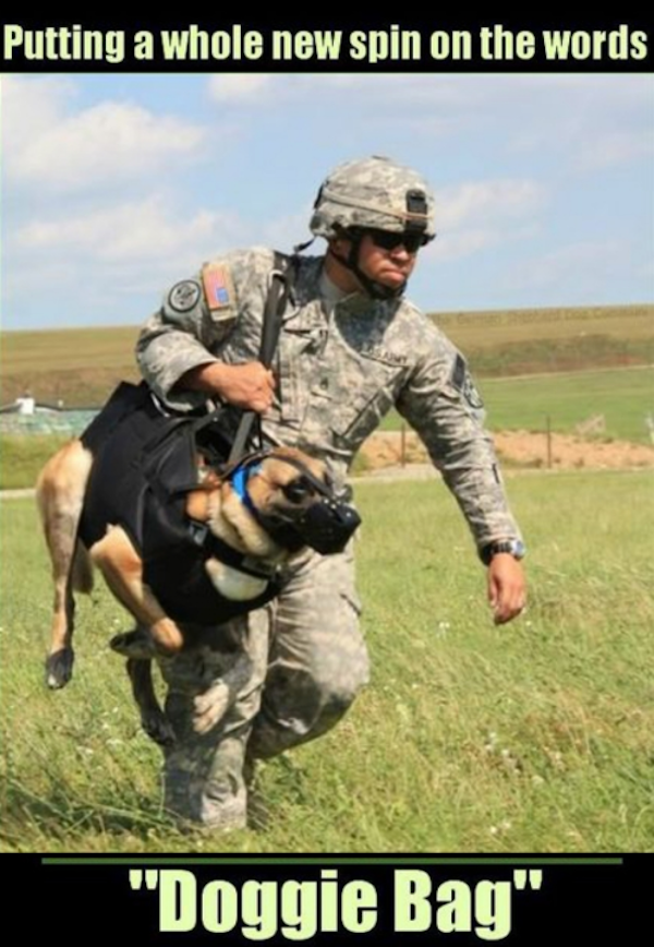 Memes Dogs Brave Military Service K-9s Awesome Heartwarming Photos