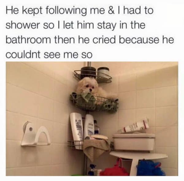 These memes are funny, but they have a streak of kindness in them