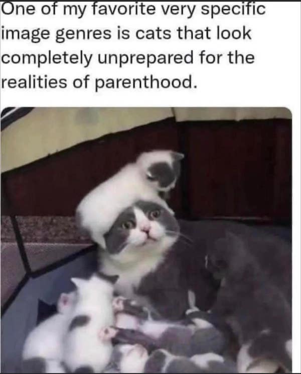 These memes are funny, but they have a streak of kindness in them