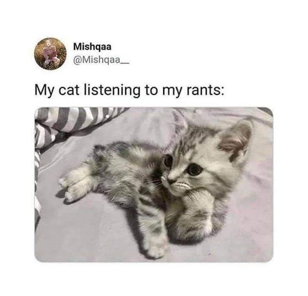 Cat memes to go with all the purring... And the scratching and biting