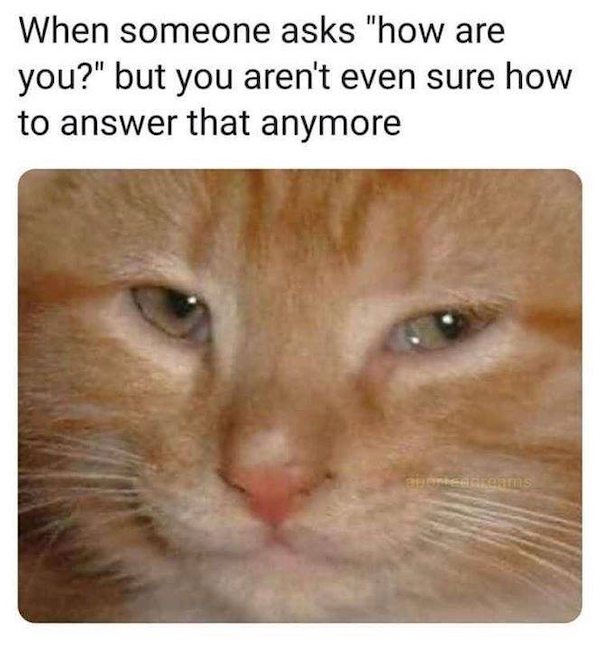 Cat memes to go with all the purring... And the scratching and biting