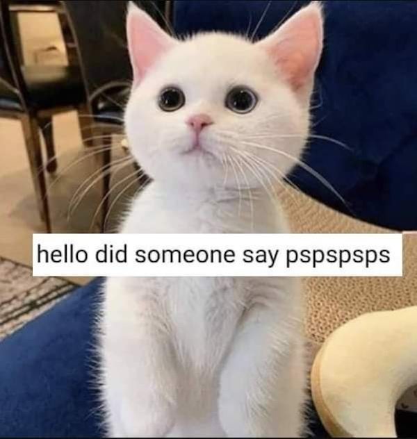 Cat memes to go with all the purring... And the scratching and biting