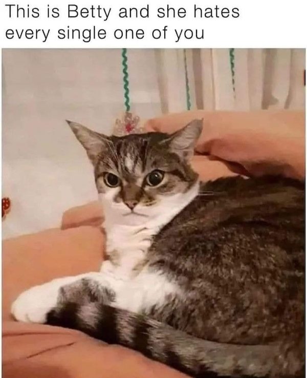 Cat memes to go with all the purring... And the scratching and biting