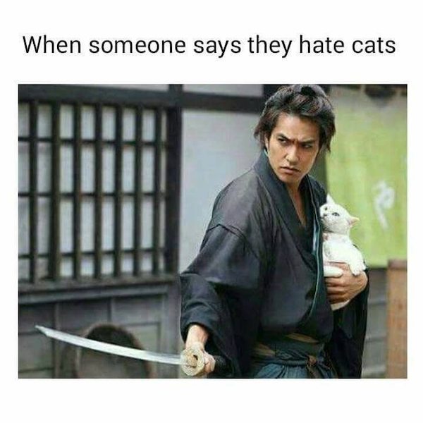 Cat memes to go with all the purring... And the scratching and biting