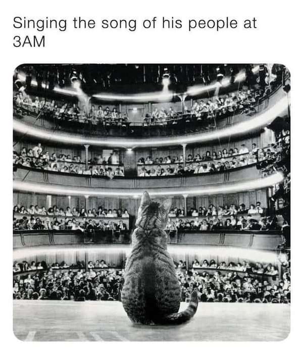 Cat memes to go with all the purring... And the scratching and biting