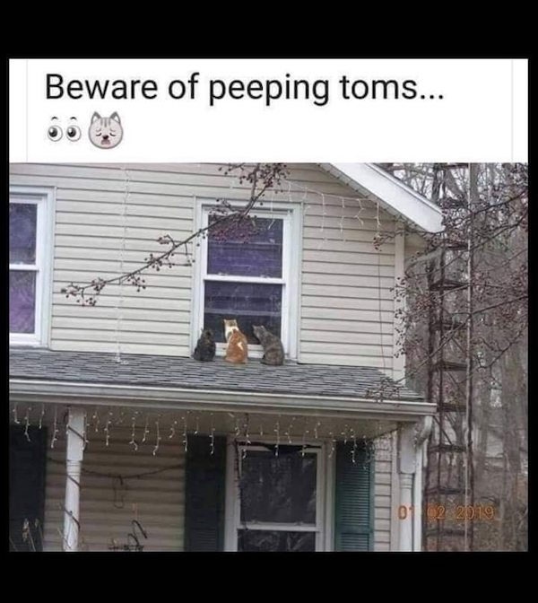 Cat memes to go with all the purring... And the scratching and biting