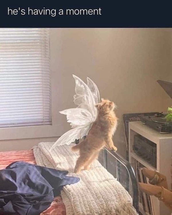 Cat memes to go with all the purring... And the scratching and biting