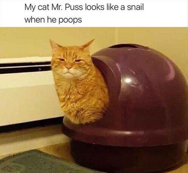 Cat memes to go with all the purring... And the scratching and biting