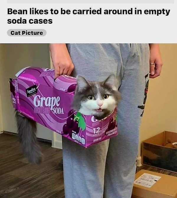 Cat memes to go with all the purring... And the scratching and biting