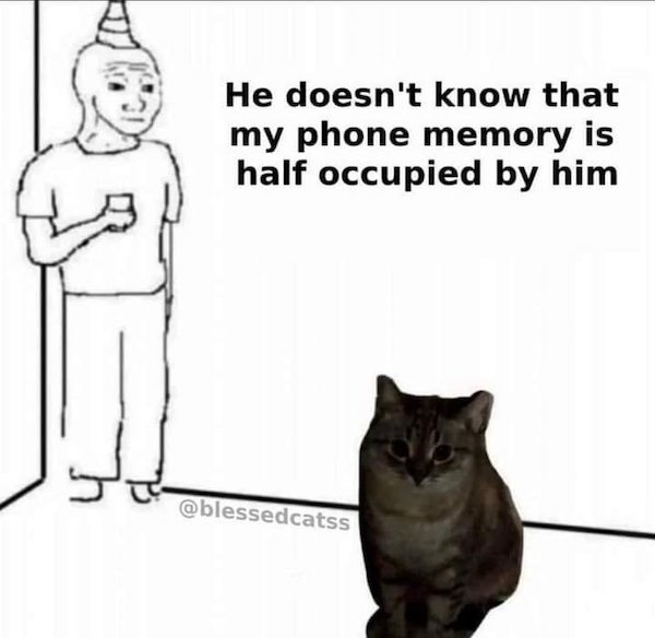 Cat memes to go with all the purring... And the scratching and biting