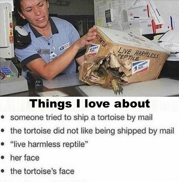 Mind-LESS Memes Friday Fun Best Stupid Funny Logic Photo Captions List