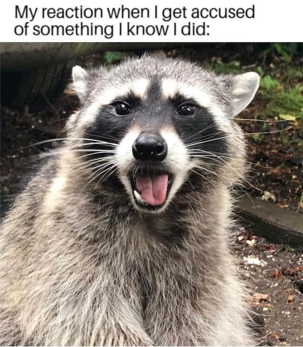 NAILed IT Memes of All the Mindless Dumb Logic Best Caption Pictures