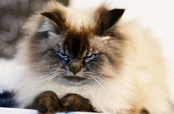 Adorably angry animals