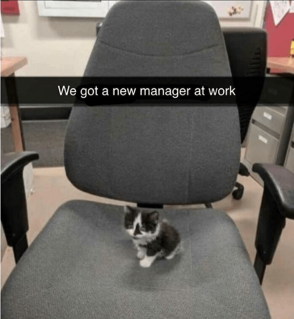 Workplace jijinks and shenanigans will ensue