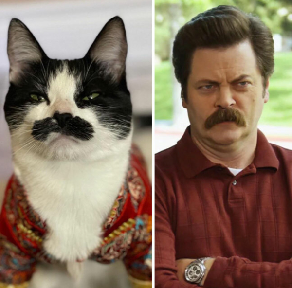 Thank Goodness for Cat Saturday