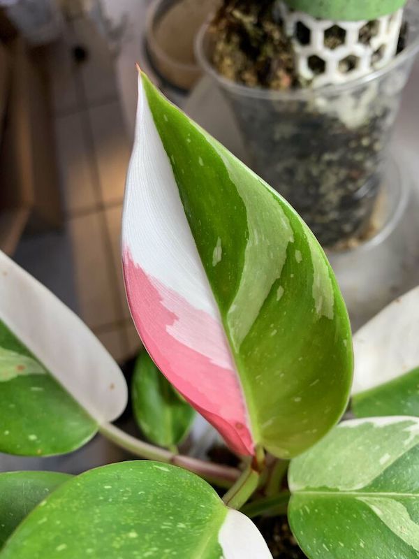 We couldn't help but notice these strange and interesting plants