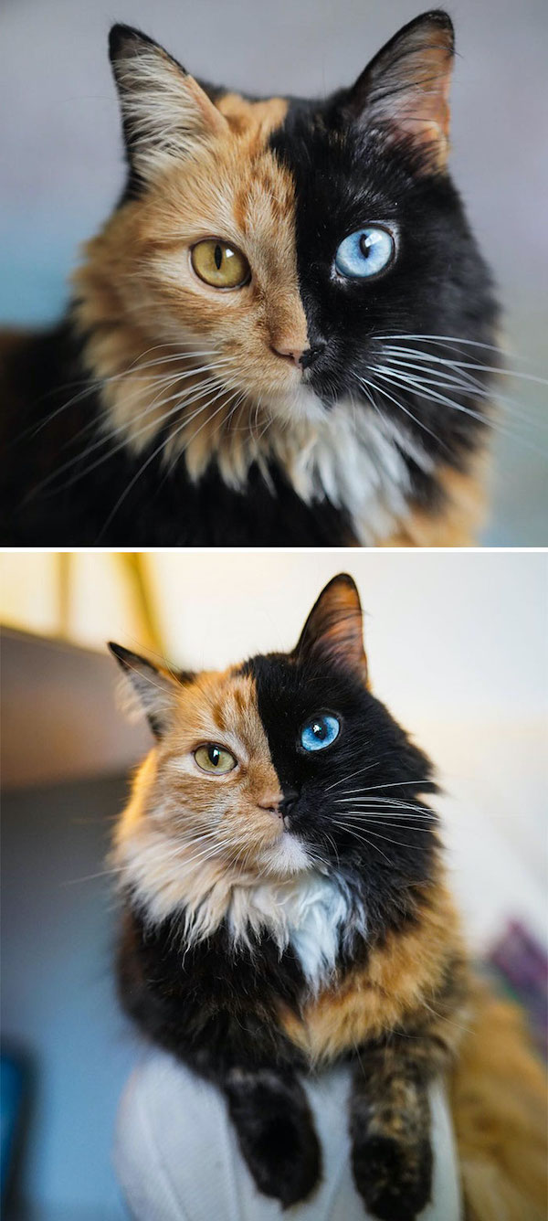 These animals have some real interesting markings...