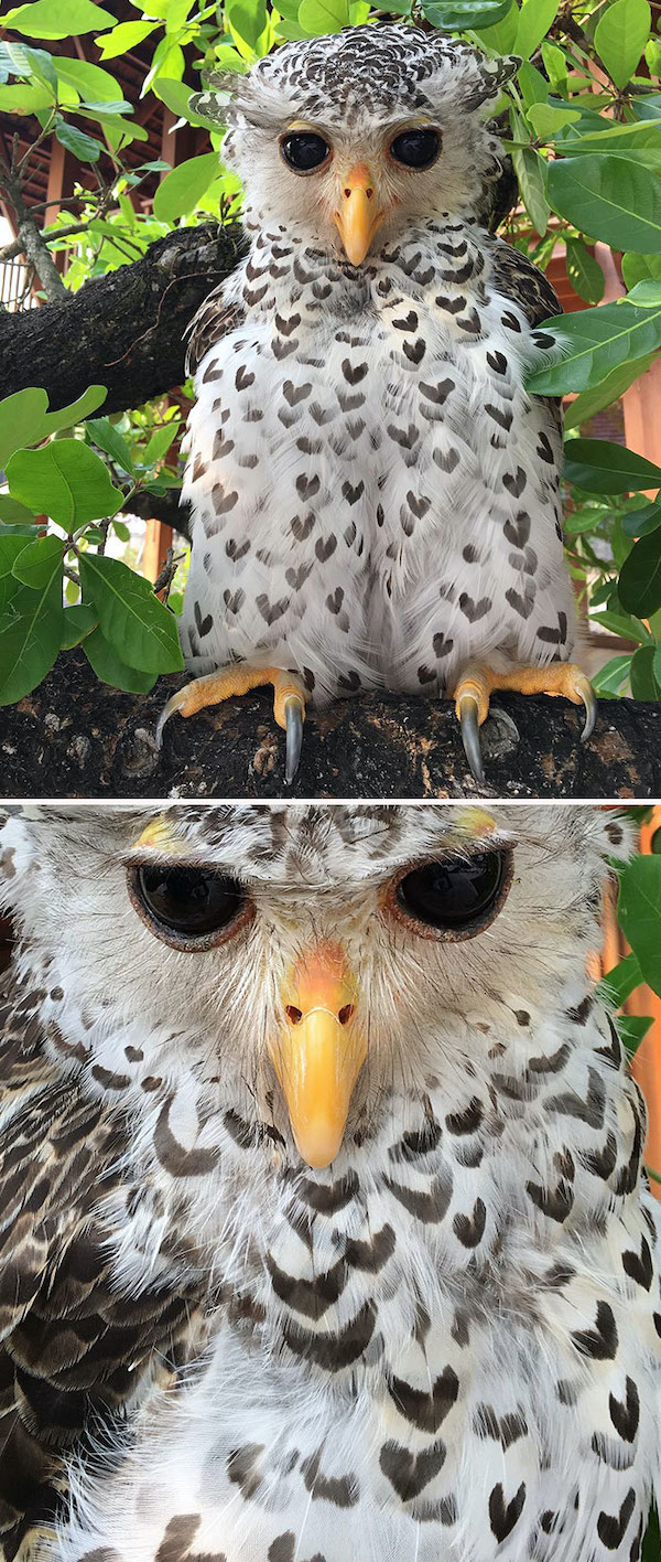 These animals have some real interesting markings...