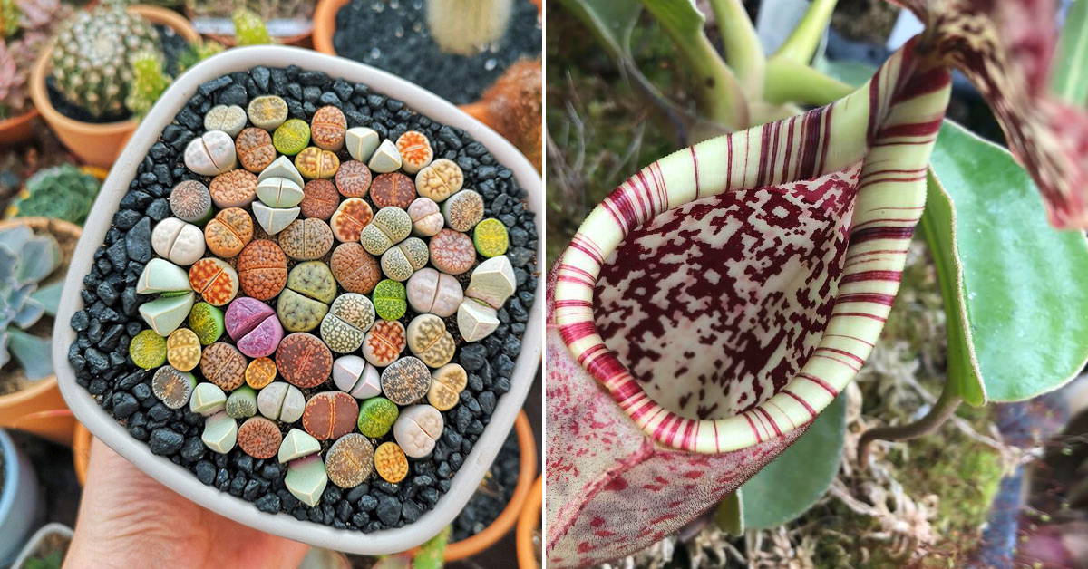 We couldn't help but notice these strange and interesting plants