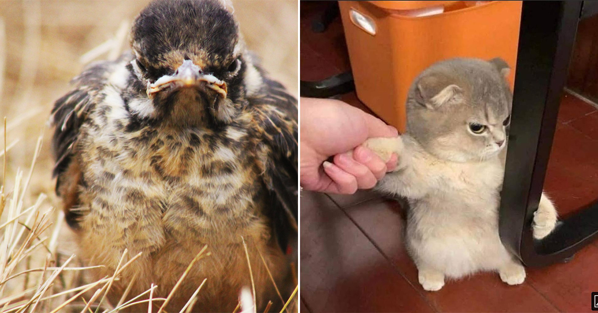 Adorably angry animals