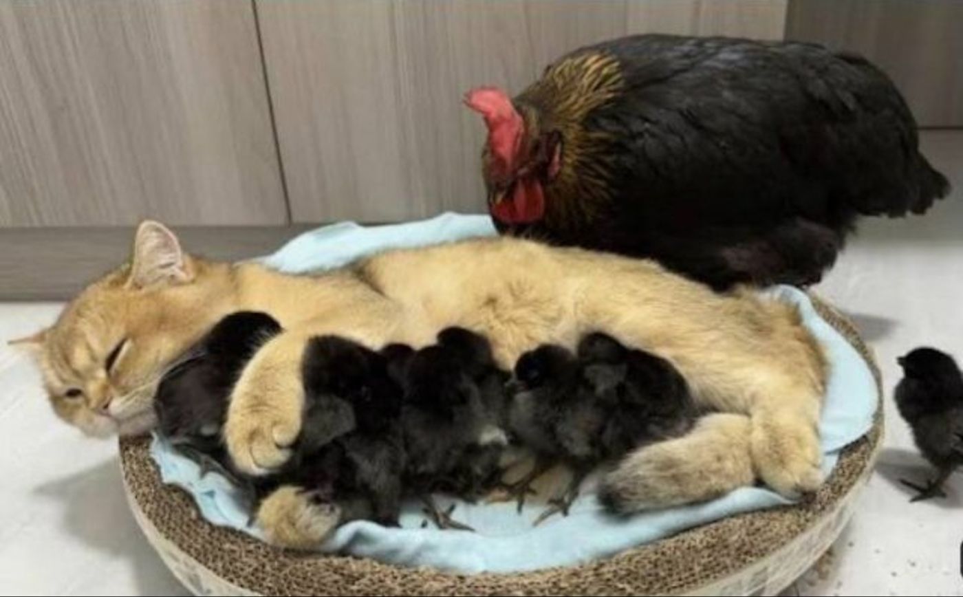 Cat Saturday Says Meow!