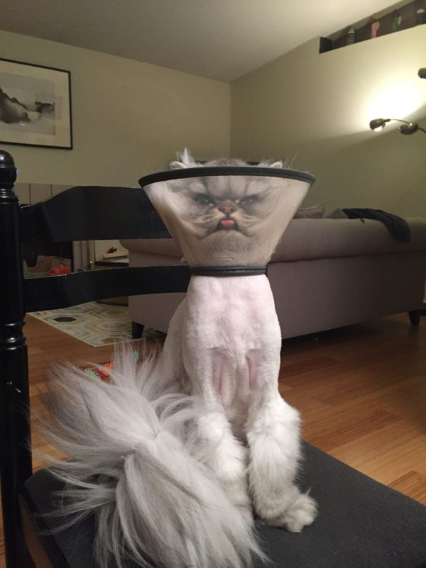 Adorably angry animals