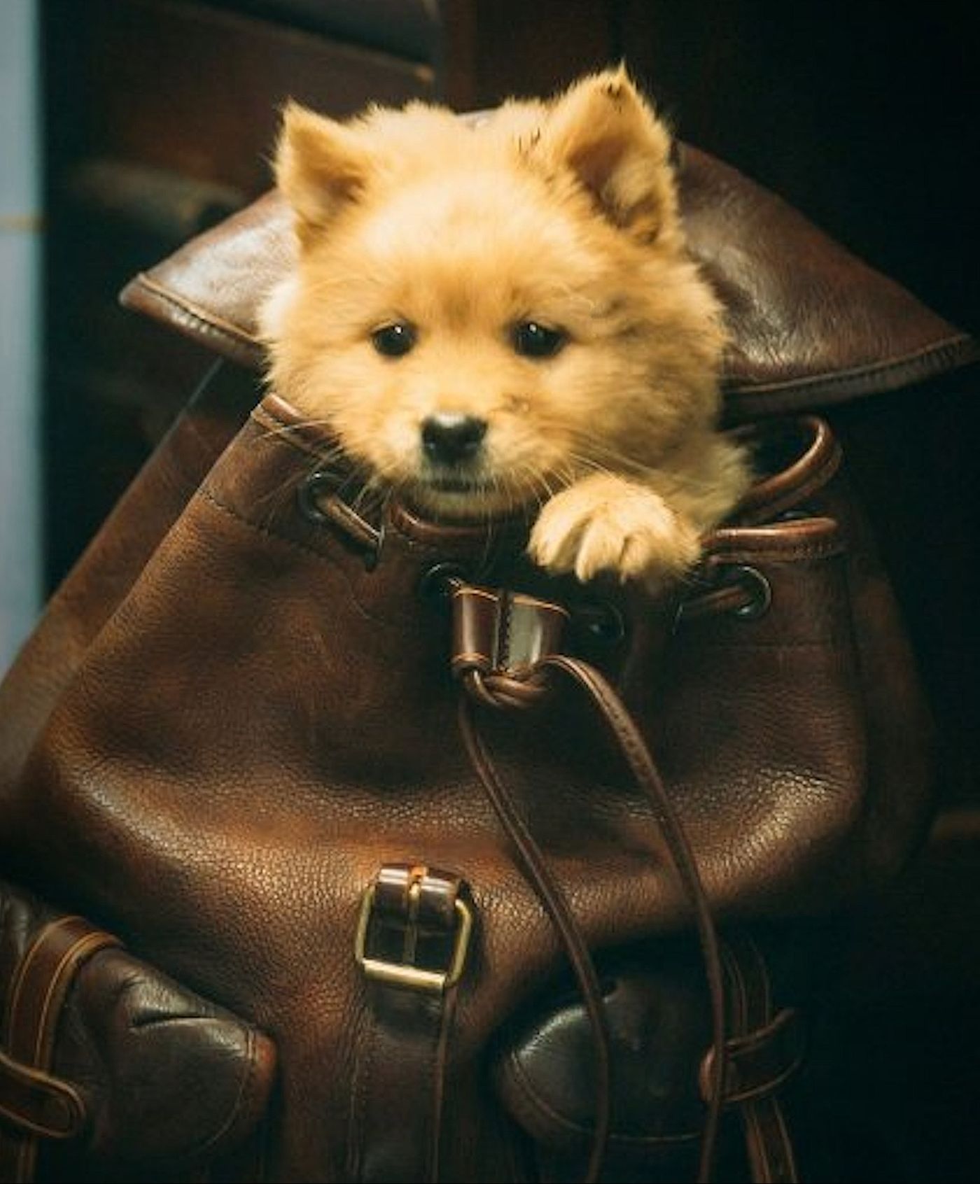 Dogs Are a Gift From Heaven