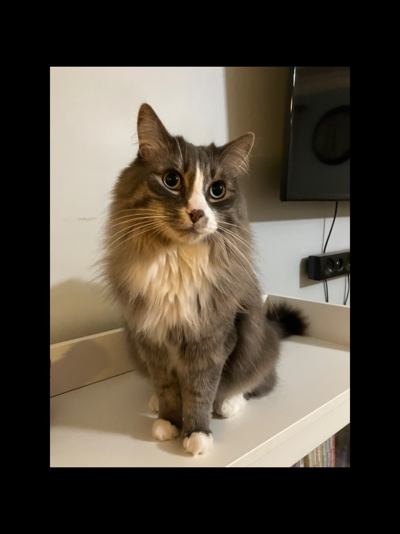 Cat Saturday Says Meow!