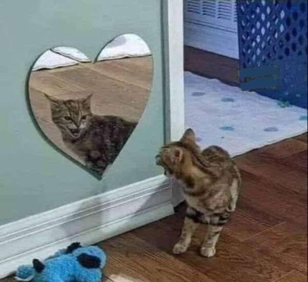 Cats All Over the Damn Place