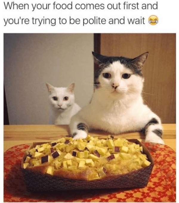 Cats All Over the Damn Place