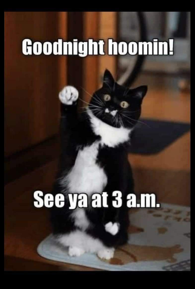 Cat Saturday Says Meow!