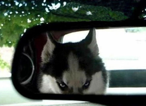 Adorably angry animals