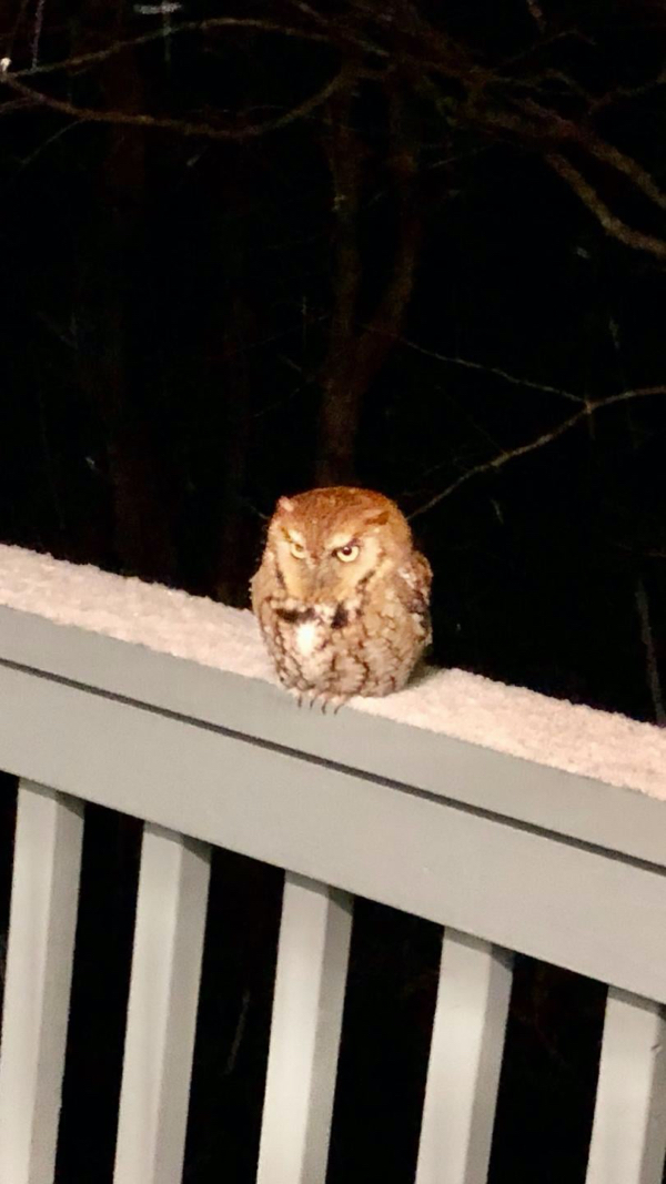 Adorably angry animals