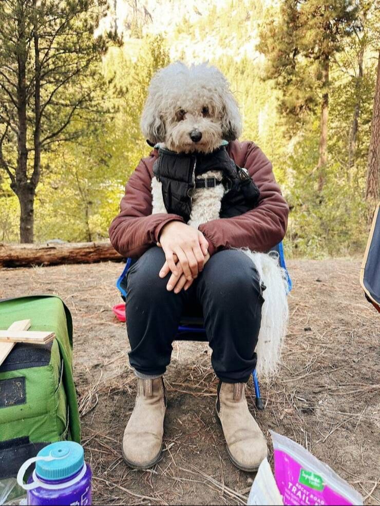 It’s a Dog’s World, and We Love It